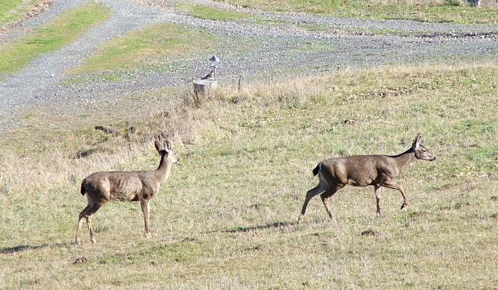 Deer and Coyote | Stephanie Marohn's Blog